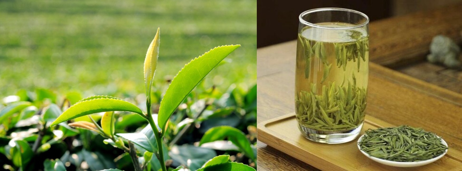 True Tea: Australia Online Tea Shop | Chinese Tea Culture